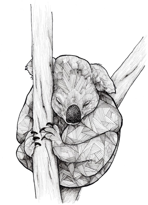 Koala Sleeping Drawing