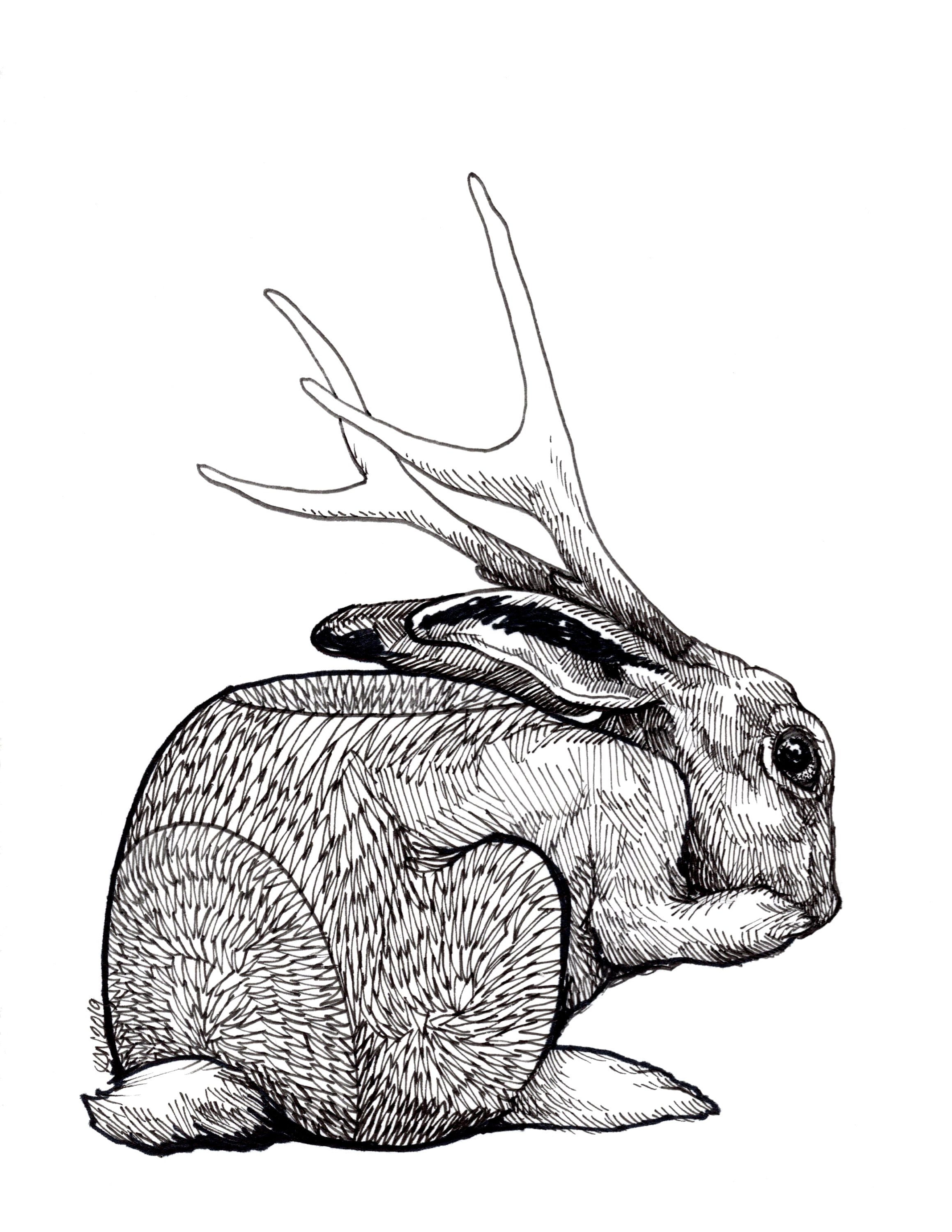 Jackalope Art Jackalope Drawing Jackalope Prints Art - Etsy