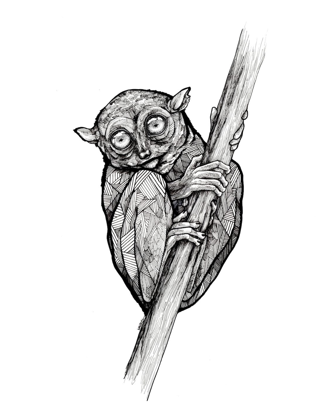 Tarsier Art - Tarsier Drawing - Art Prints - Tarsier Prints - 5x7 ...