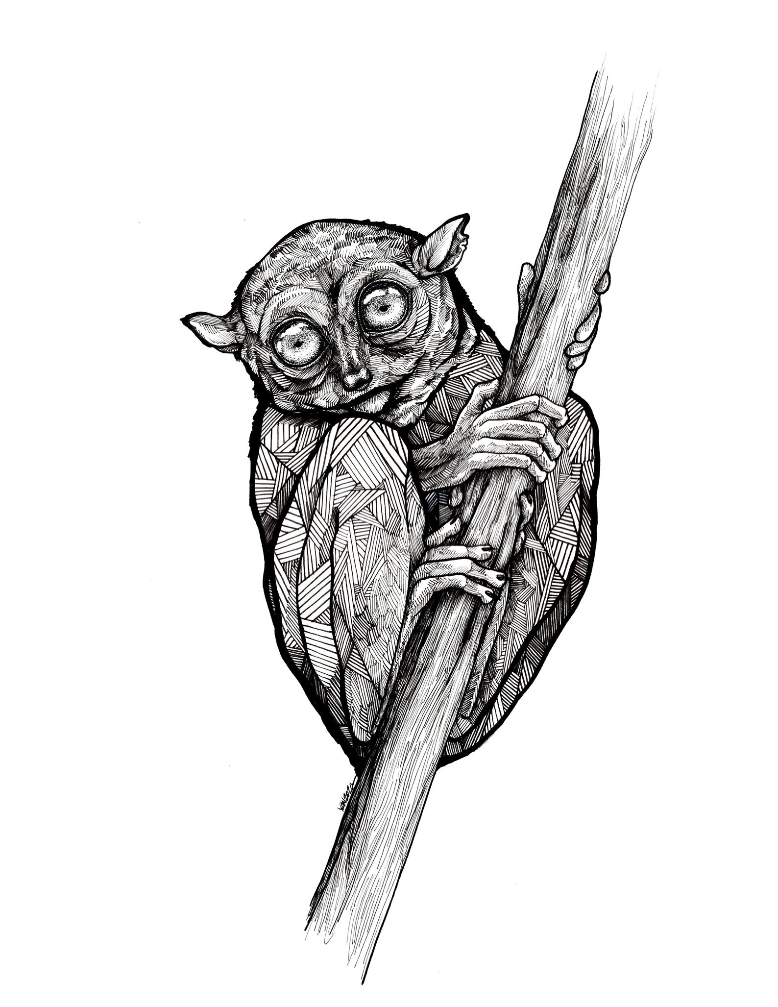 Tarsier Art Tarsier Drawing Art Prints Tarsier Prints - Etsy New Zealand