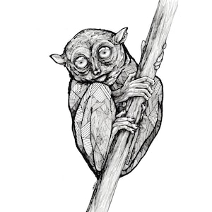 Tarsier Art - Tarsier Drawing - Art Prints - Tarsier Prints - 5x7 ...
