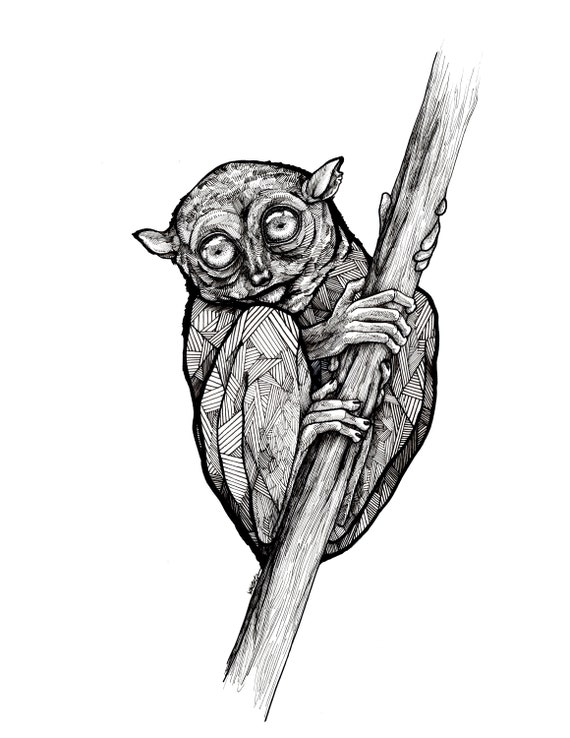 Cute Tarsier Drawing