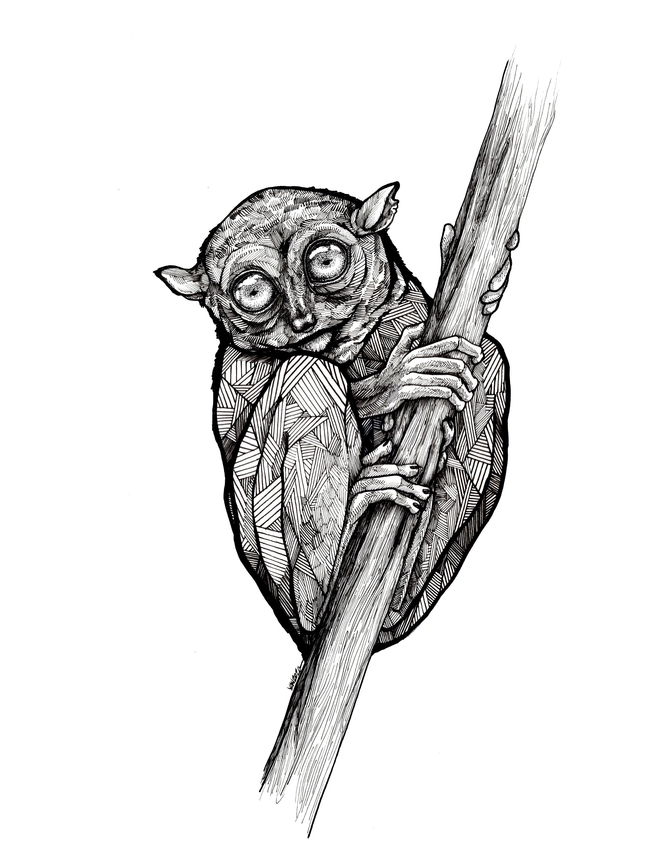 Philippine Tarsier Drawing