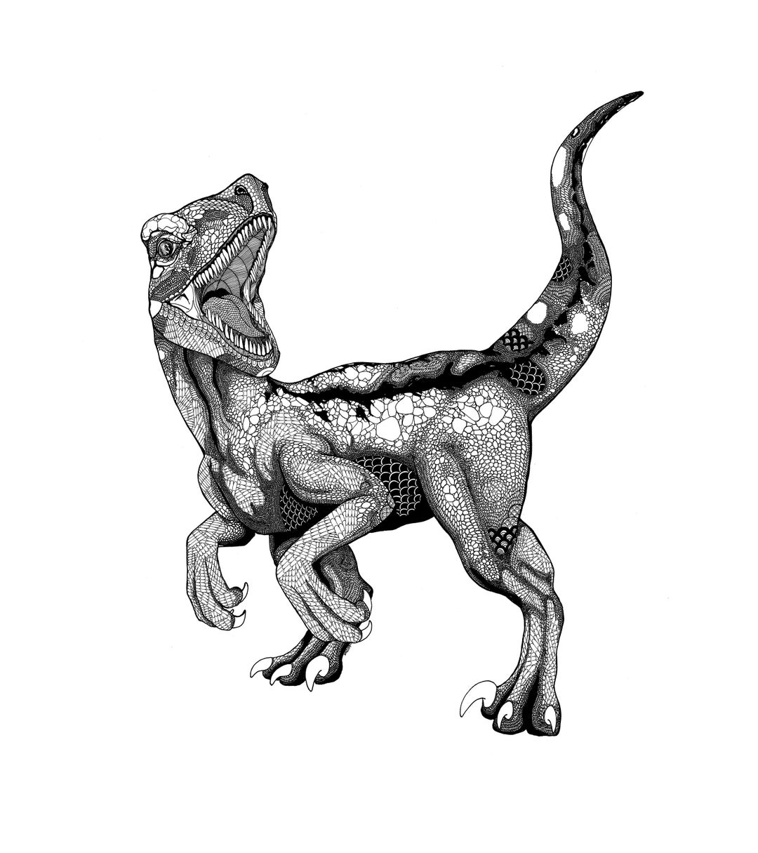 Raptor - Raptors Prints - Raptor Art - Raptor Drawings - Dinosaur Art ...