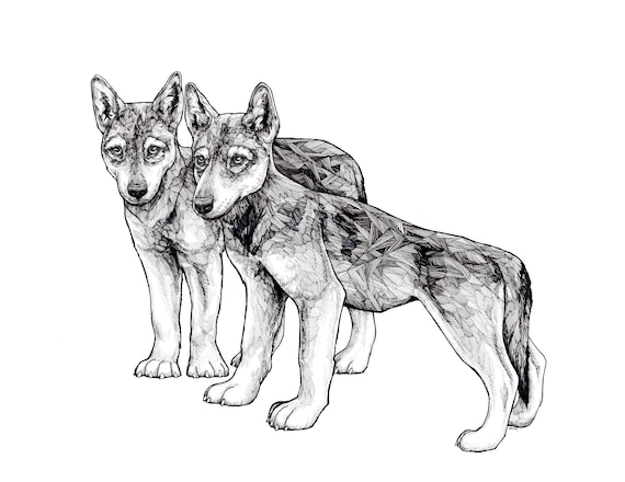 Wolves Playing Drawing
