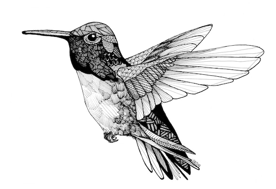 Flying Hummingbird Drawing