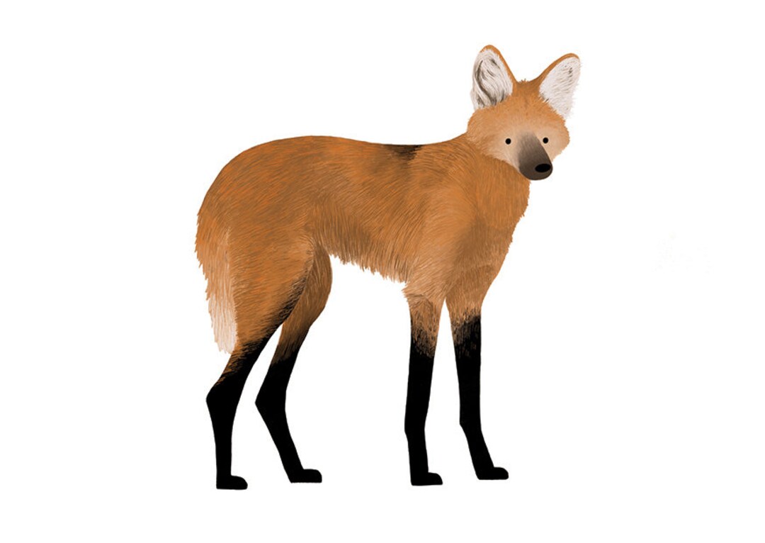 Maned Wolf Postcard - Cute South American Animal Art, Zoo Animal, Wolf ...