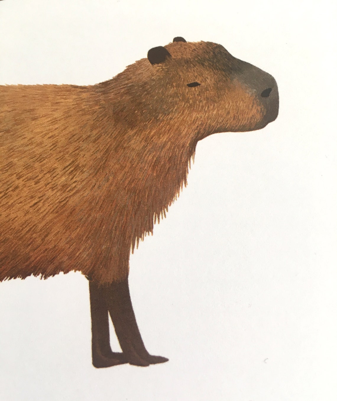 Capybara Postcard - Etsy