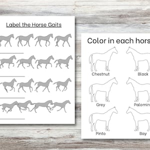 Printable Horse Camp Activity Book for Kids | Equestrian Coloring Page ...