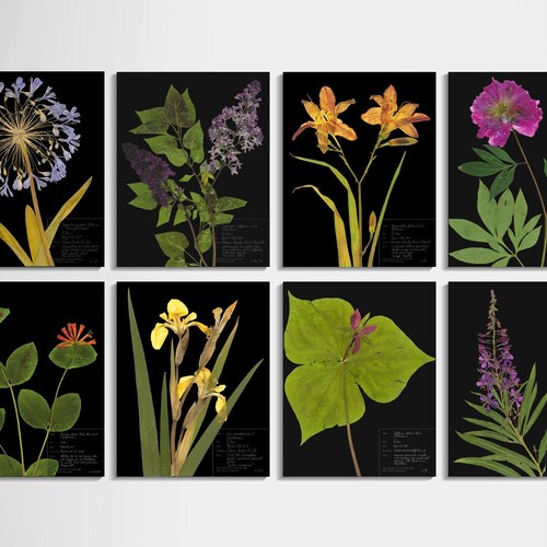 Botanical Prints Set of 3 Vintage German Botanical | Etsy