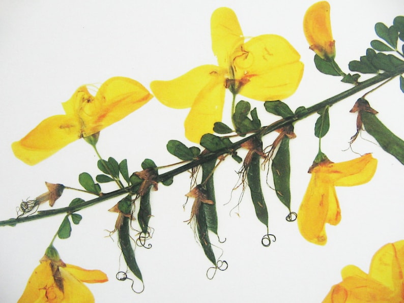 Scotch Broom Print Botanical Print Herbarium Specimen Art - Etsy