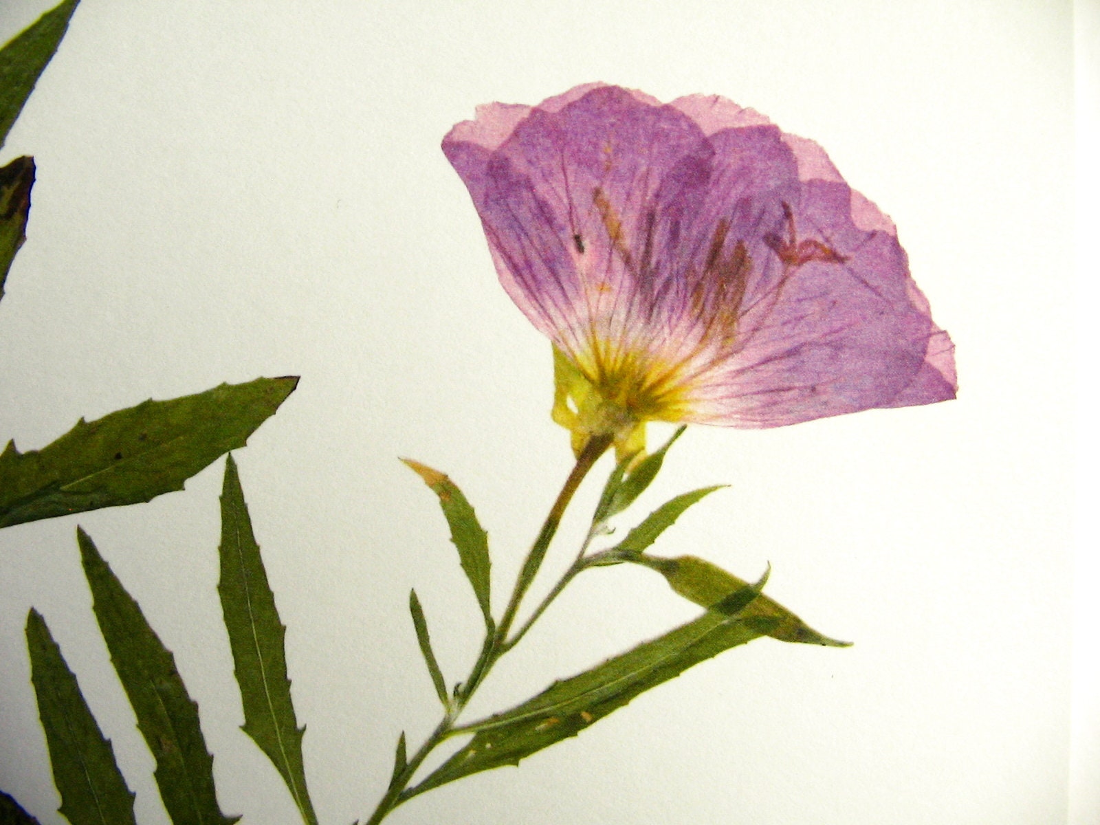 Primrose Print Pressed Flower Print Purple Nursery Décor | Etsy