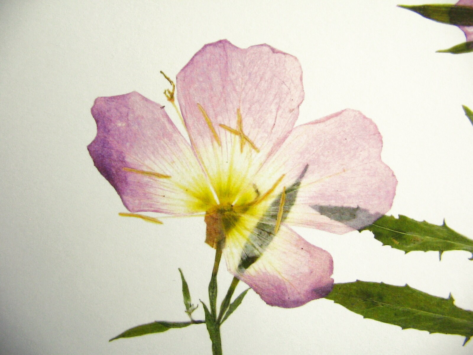 Primrose Print Pressed Flower Print Purple Nursery Décor | Etsy