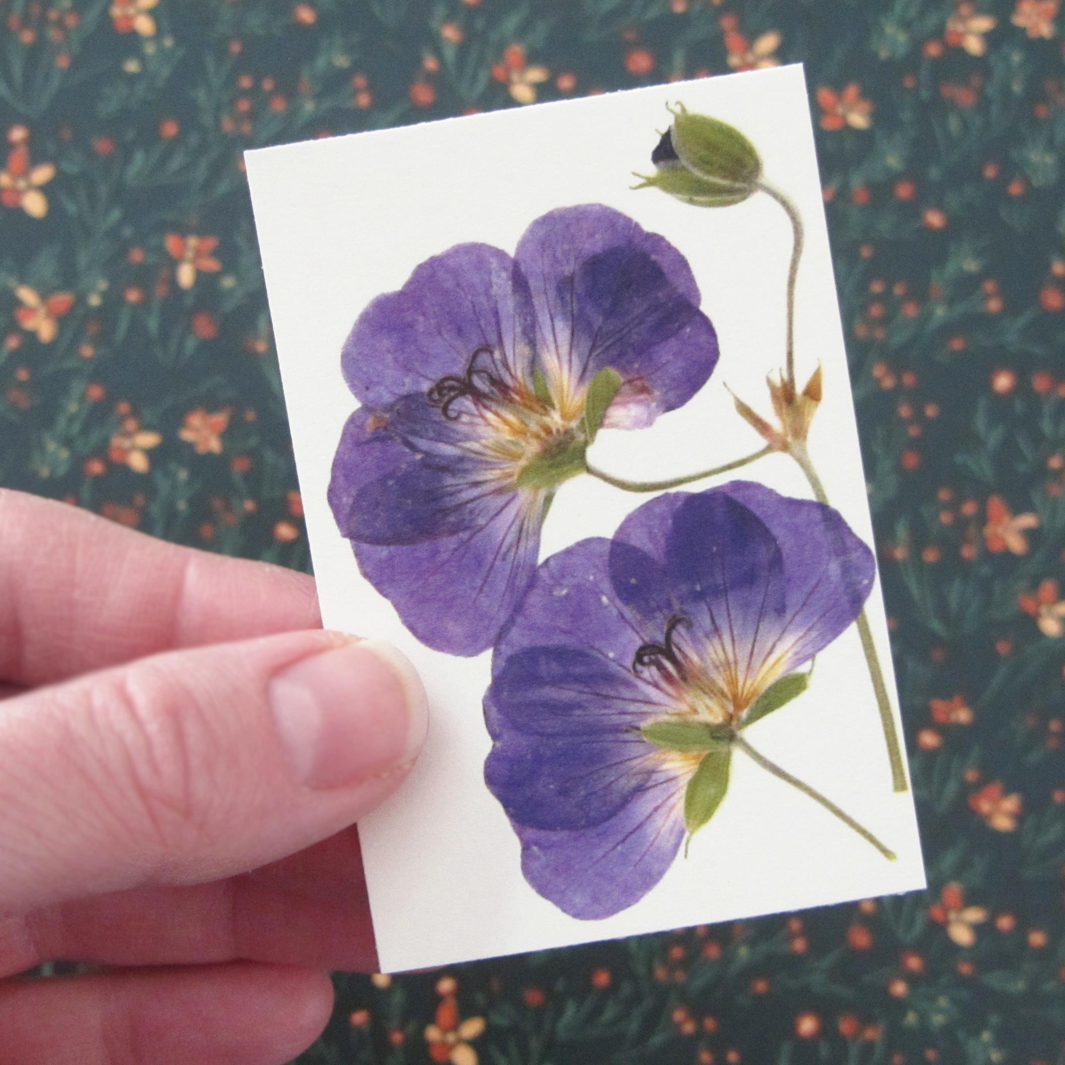 Mini Pressed Flower Artwork 2x3 Inch Print of Daisy Geranium Dianthus ...