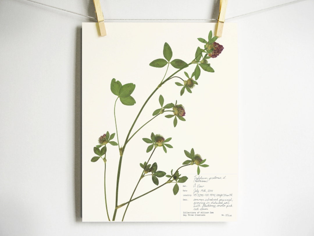 Red Clover Print; Botanical Print Trifolium Pratense Print Original ...
