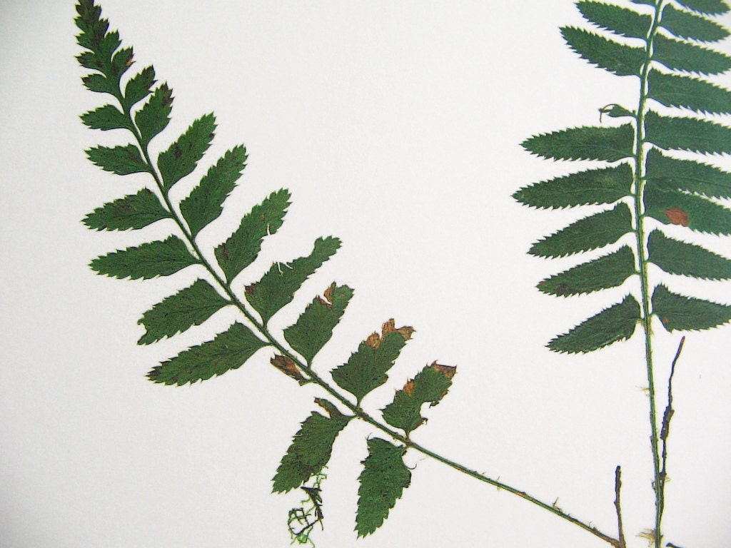 Western Sword Fern Print; Pressed Fern Art With Roots Herbarium ...
