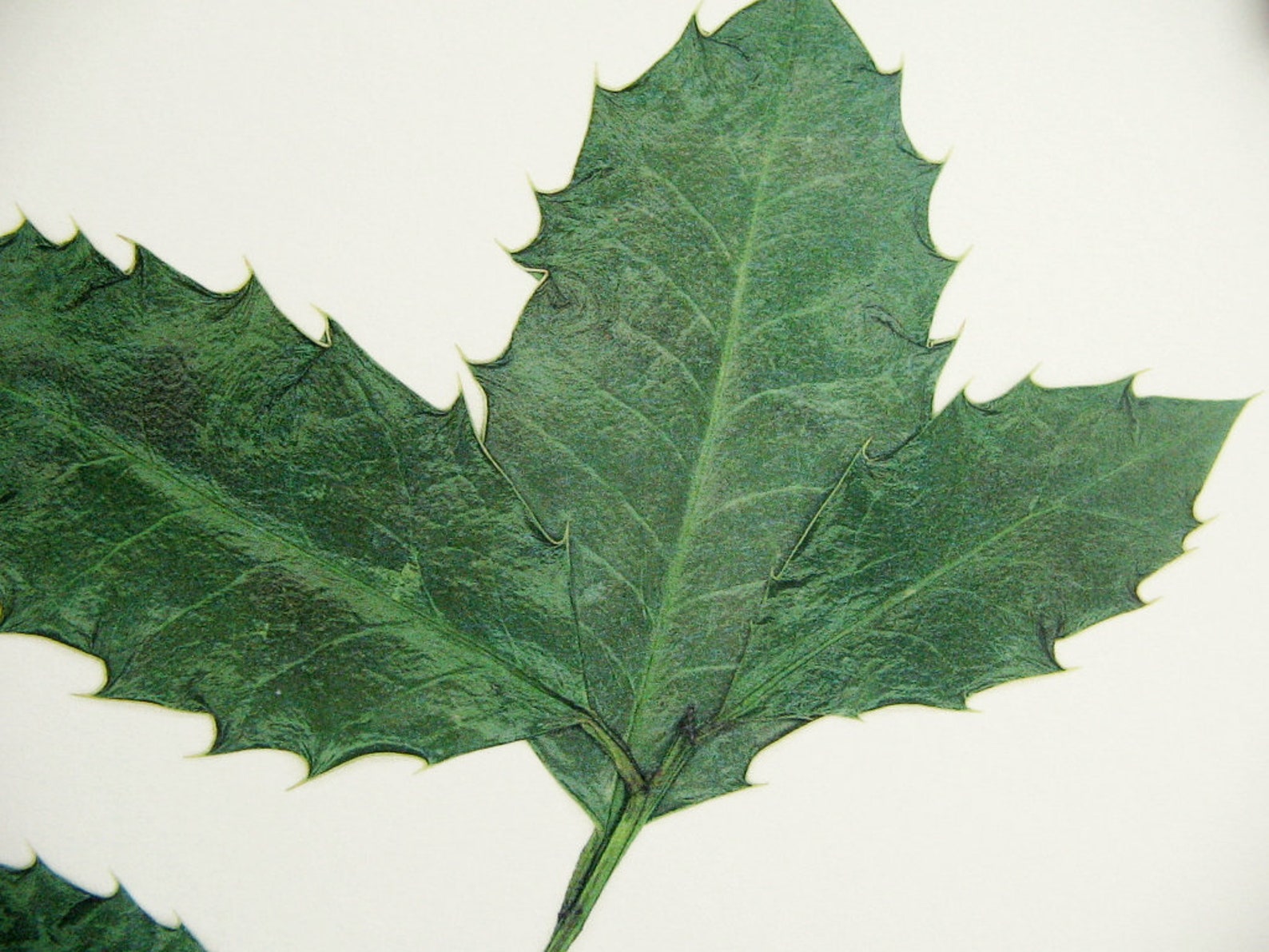 Holly Print Set Christmas Wall Art Holiday Decor Pressed | Etsy