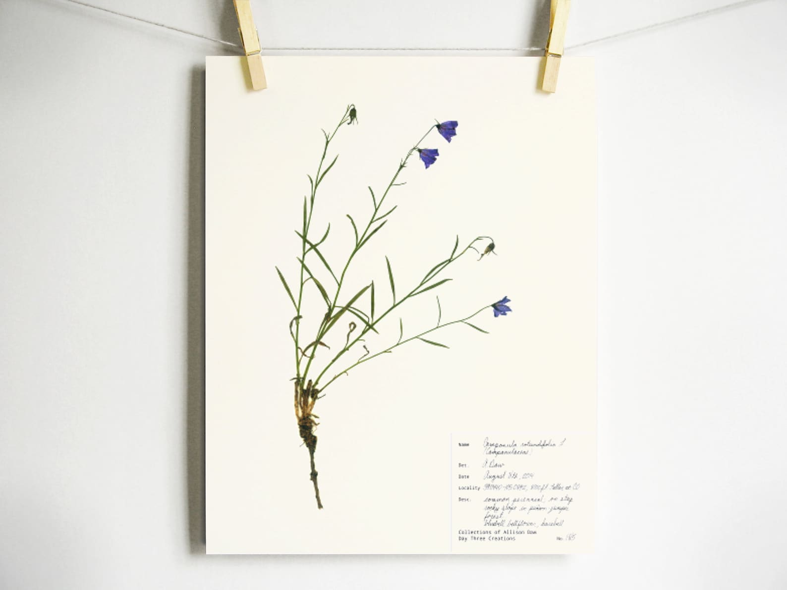 Scottish Bluebell Print; Purple Wildflowers Art Harebell Botanical ...