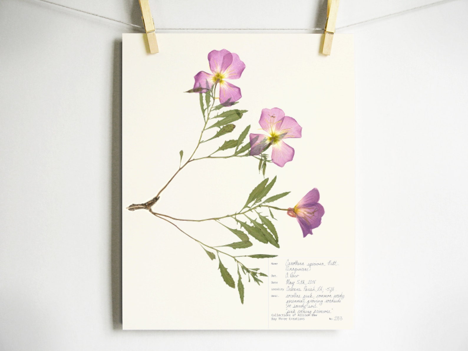 Primrose Print; Nursery Wall Art Purple Flower Art Pressed Botanical ...