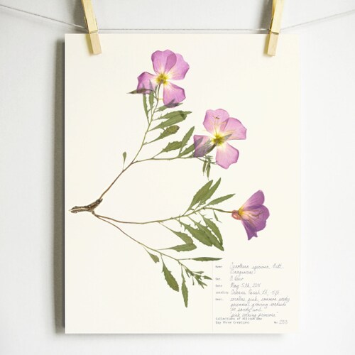Azalea Print Dried Flower Art Botanical Wall Art Pressed - Etsy
