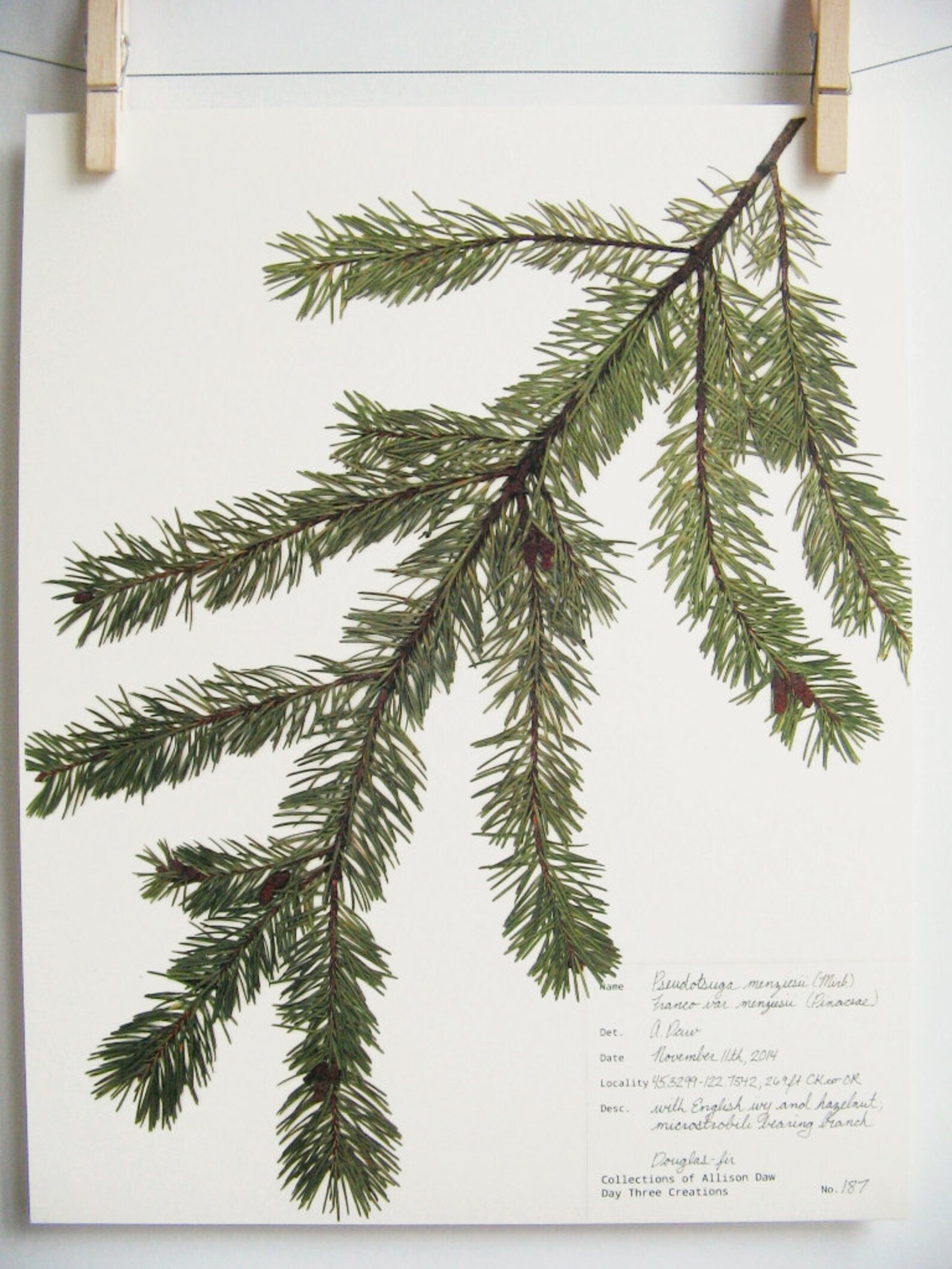 Douglas Fir Print Set Christmas Decor Pressed Plant Print | Etsy