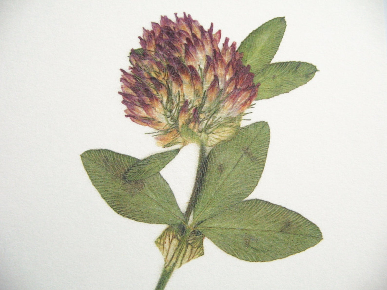 Red Clover Print Set; Pressed Botanical Original Herbarium Specimen Art ...