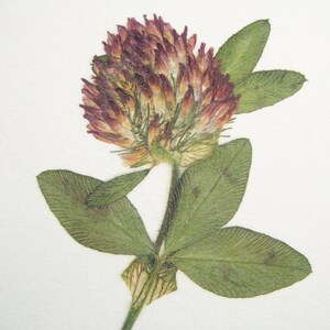 Print Set of Red Clover Pressed Botanicals, Original Herbarium Specimen ...