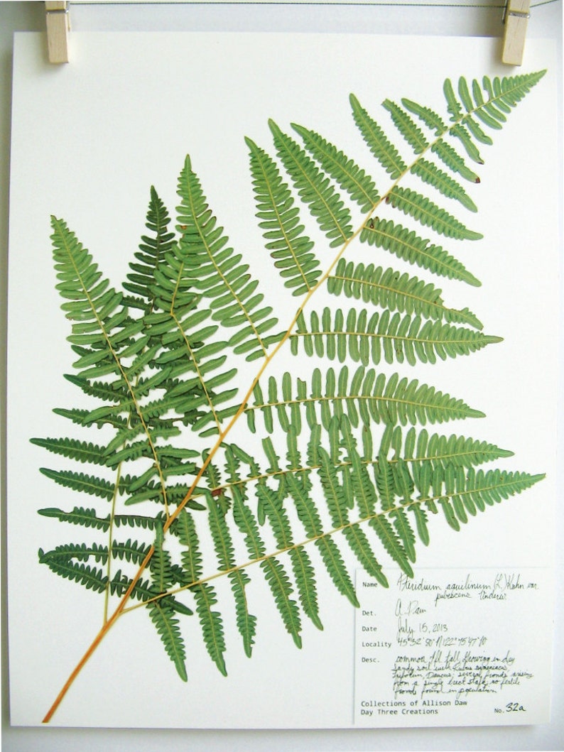 Western Bracken Fern Print Set Pressed Fern Art Scientific | Etsy