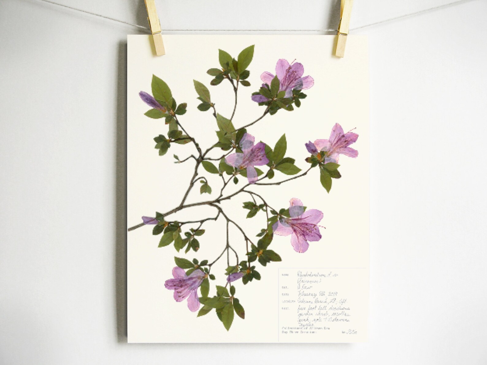 Azalea Print Pressed Flower Decor Pink and Green Wall Art | Etsy