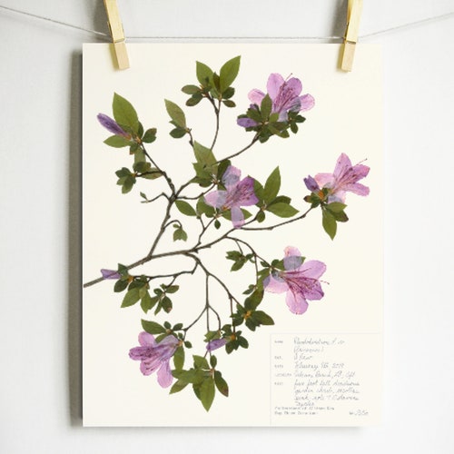 Azalea Print Pressed Plant Art Modern Decor Botanical Print | Etsy