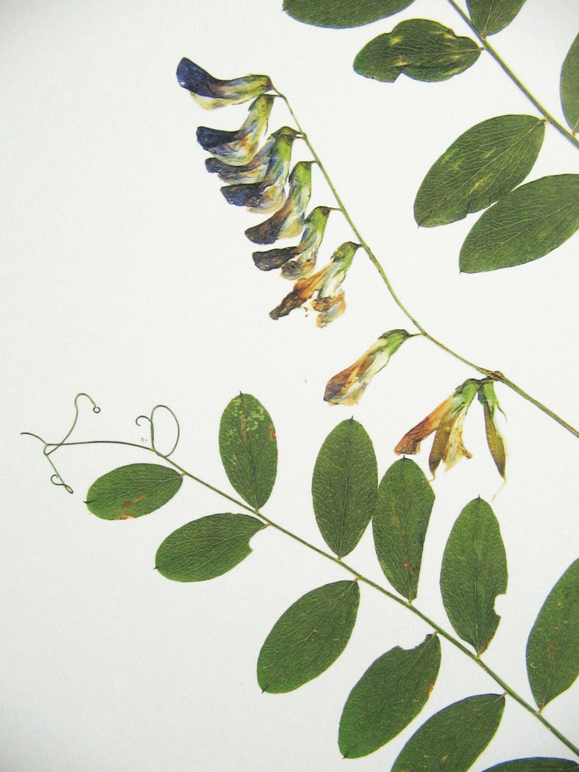 Leafy Pea Print Pressed Leaves Plant Art 8x10 Kitchen Print | Etsy