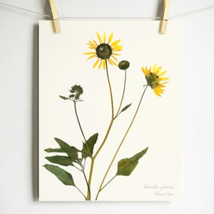 Prairie Sunflower Print; Pressed Botanical of Colorado Wildflower ...