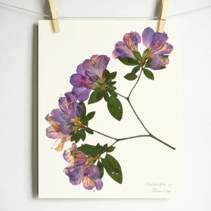 Azalea Print; Pressed Plant Art Modern Decor Botanical Print Pressed ...