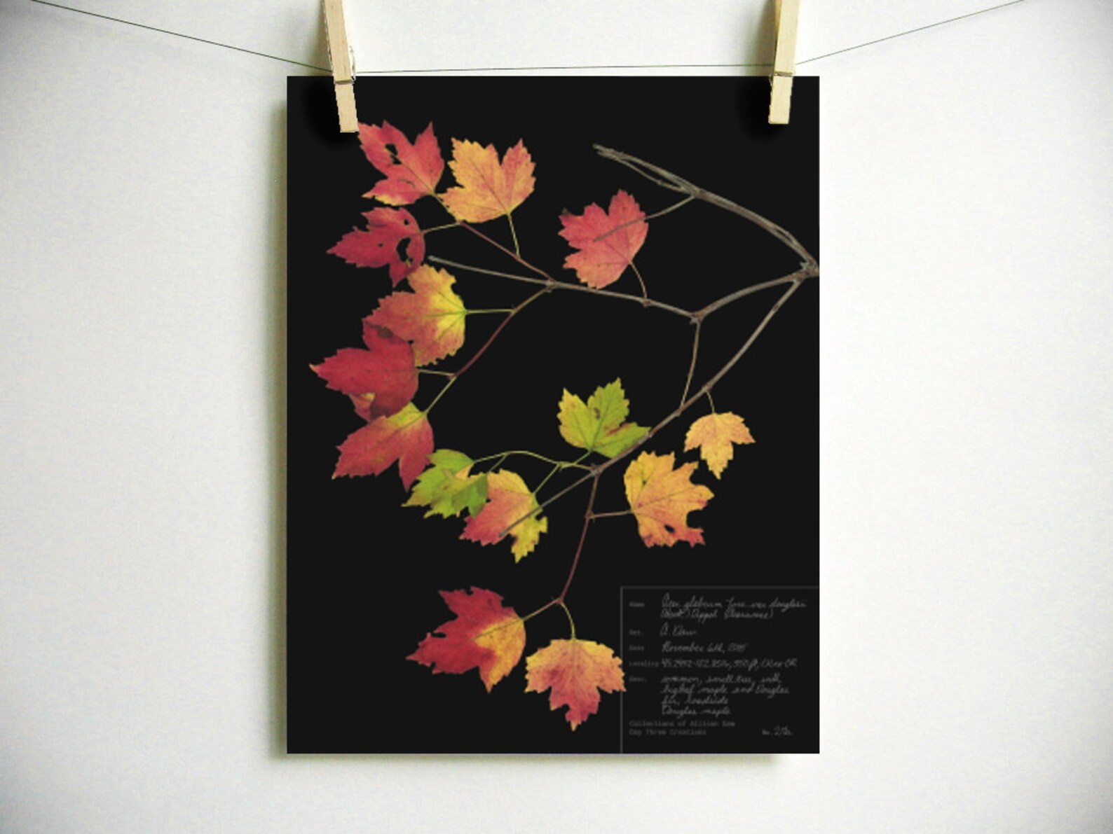 Douglas Maple Print; Pressed Leaves Art Print Colorful Autumn Leaves ...