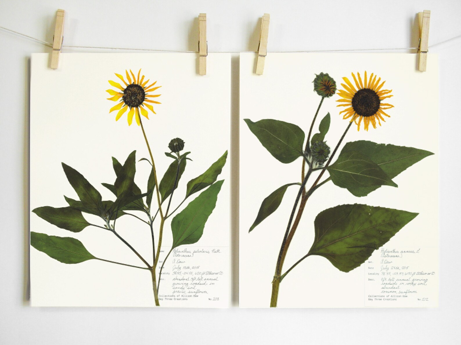 Sunflowers Print Set flower art plant print wild sunflowers | Etsy