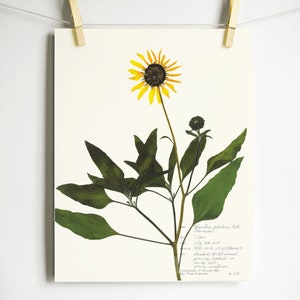 Prairie Sunflower Print; Pressed Sunflower Botanical Print Original ...