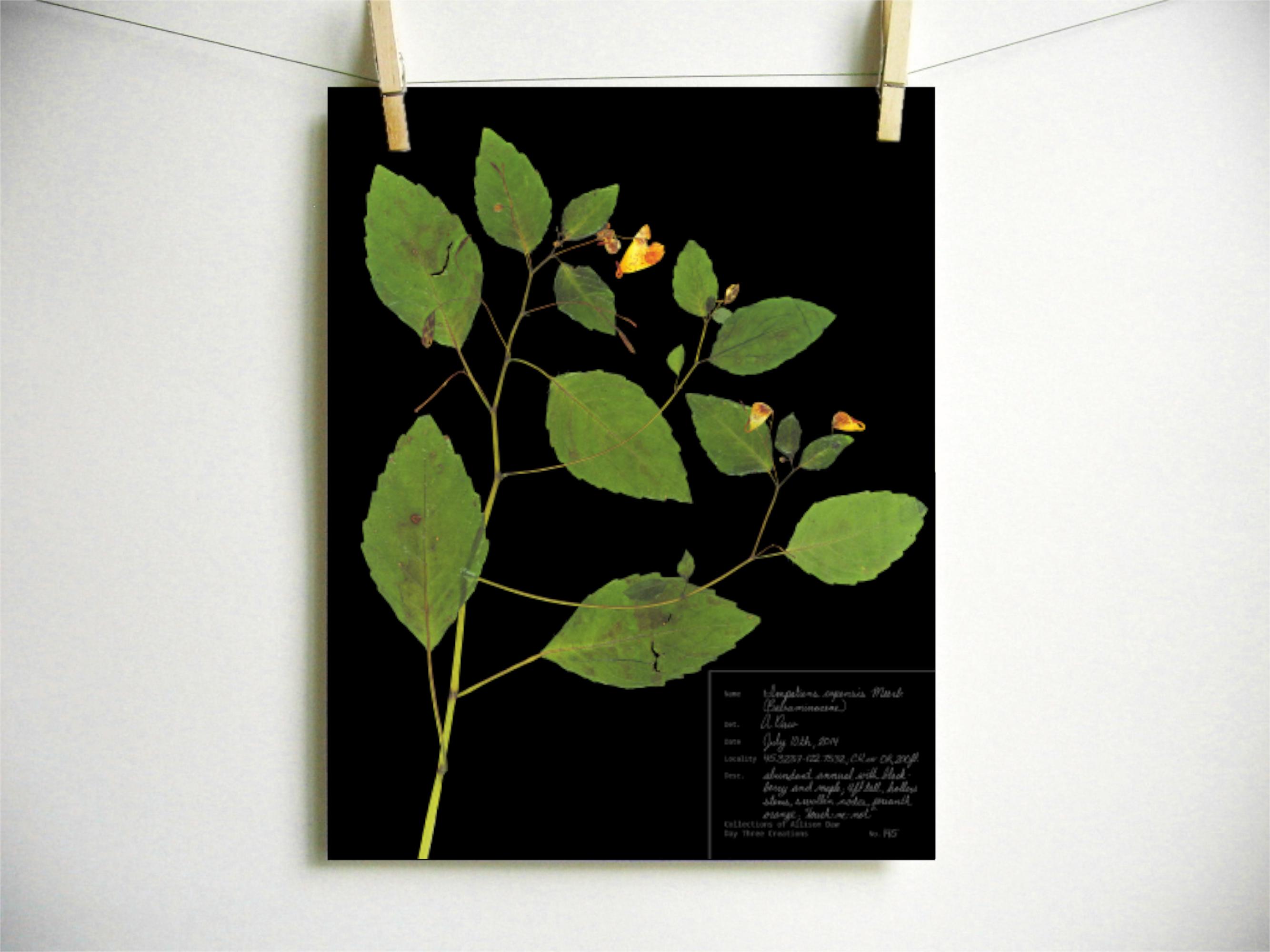 Botanical Print of Jewelweed, Print of Original Herbarium Specimen ...