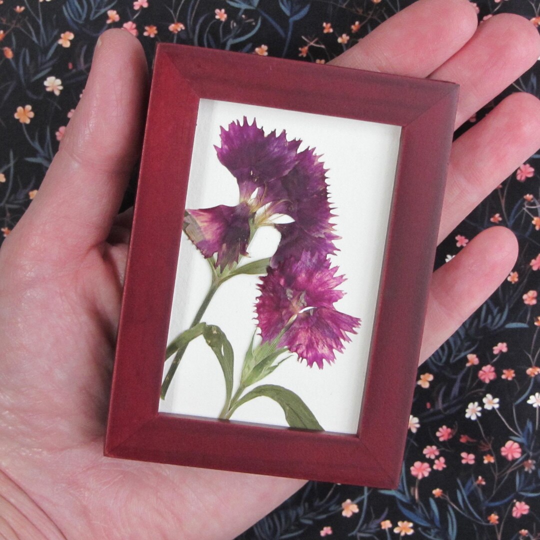 Mini Pressed Dianthus Carnation Flowers Original Artwork 2x3 Inches ...