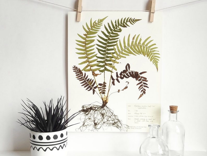 Fern Print Pressed Fern Art Botanical Art Inspired by Nature - Etsy