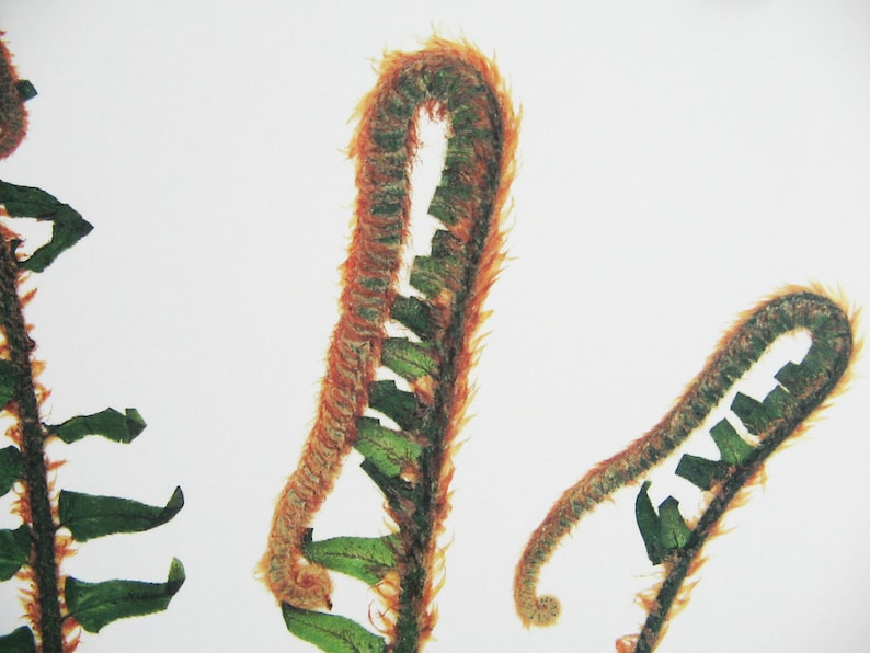 Western Sword Fern Fiddlehead Print; Herbarium Pecimen Art Pressed Fern ...