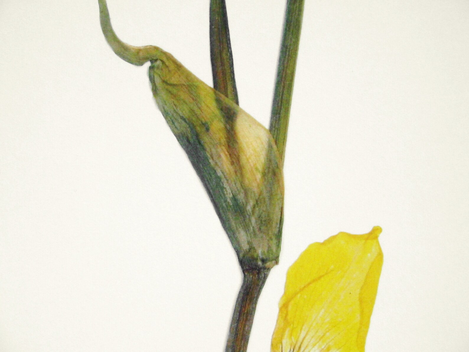 Yellow Iris Print Pressed Flower Herbarium Specimen Art Print - Etsy