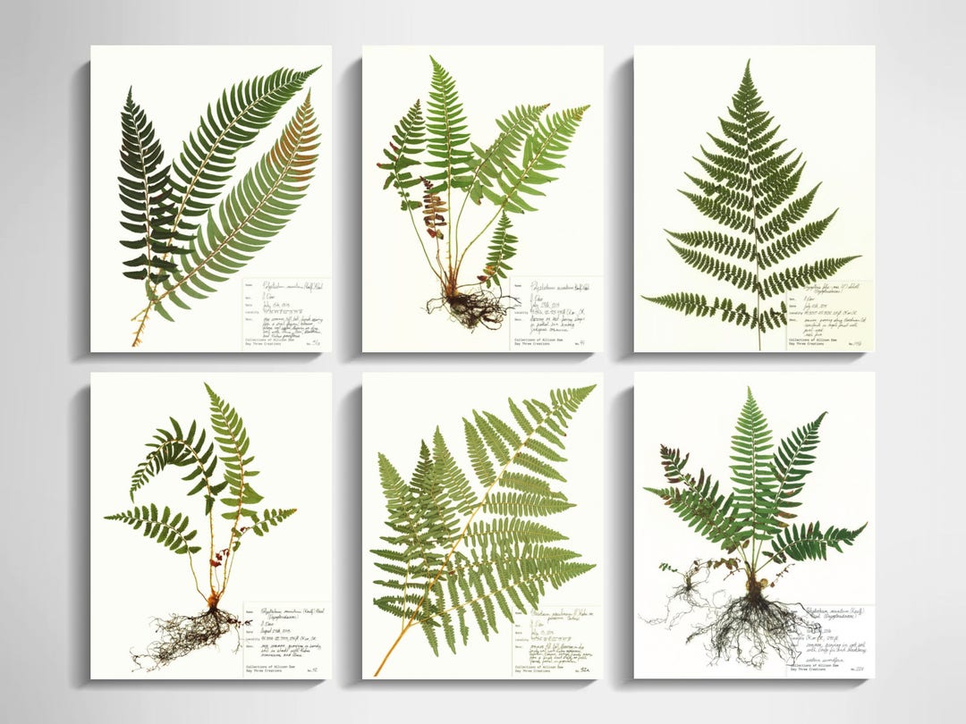 Fern Print Set of 6 Pressed Fern Gallery Wall Scientific - Etsy