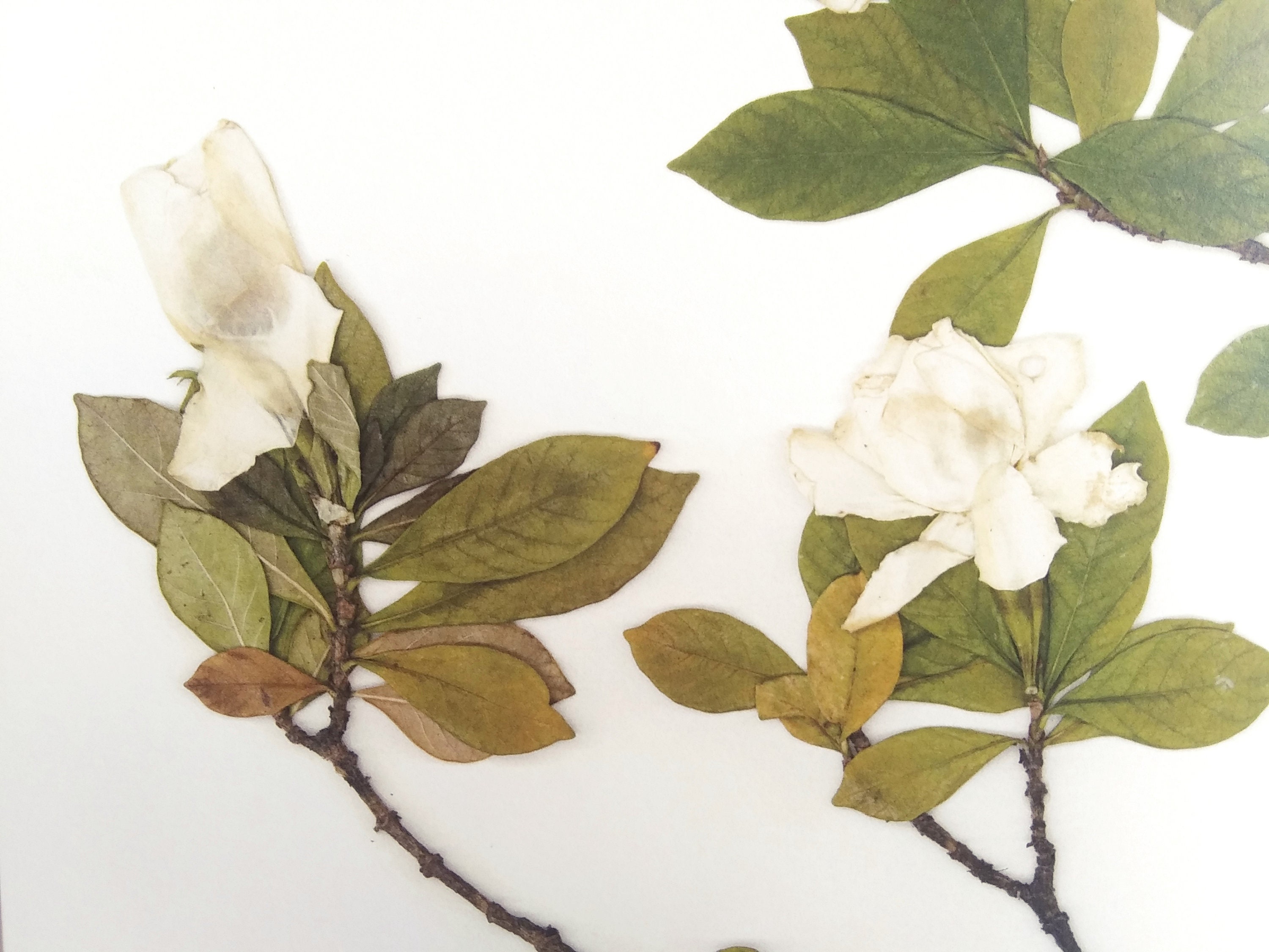 Gardenia Print; Pressed Plant Print Southern Flowers Wall Art Neutral ...