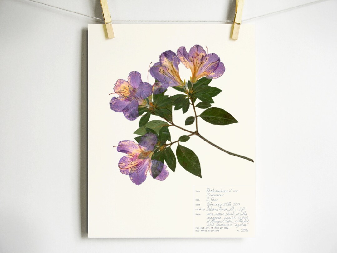 Azalea Print; Purple Flower Art Pressed Plant Art Pressed Flower Print ...