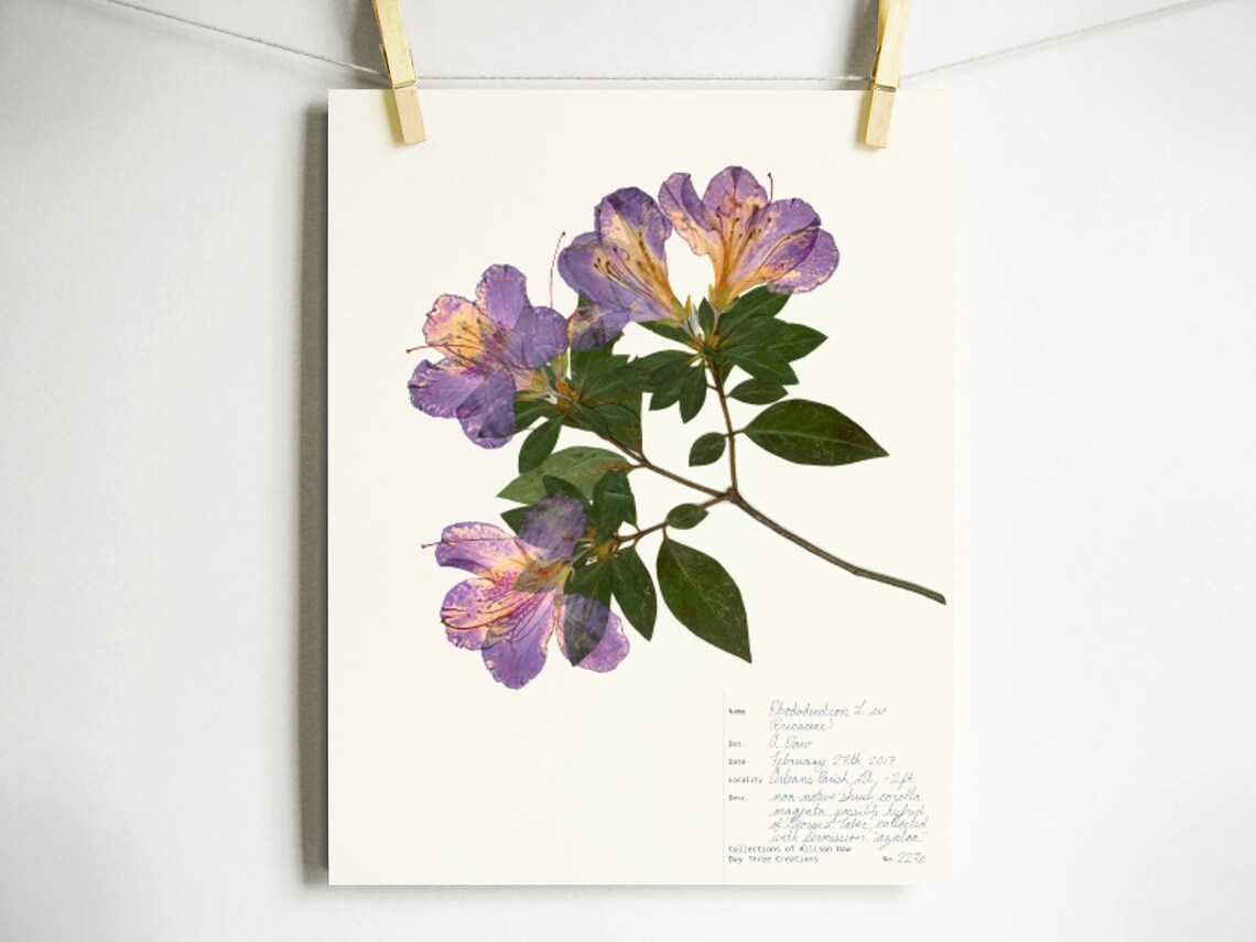 Azalea Print Purple Flower Art Pressed Plant Art Pressed - Etsy