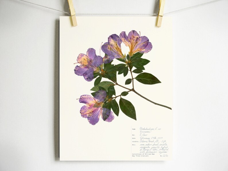 Azalea Print Purple Flower Art Pressed Plant Art Pressed - Etsy