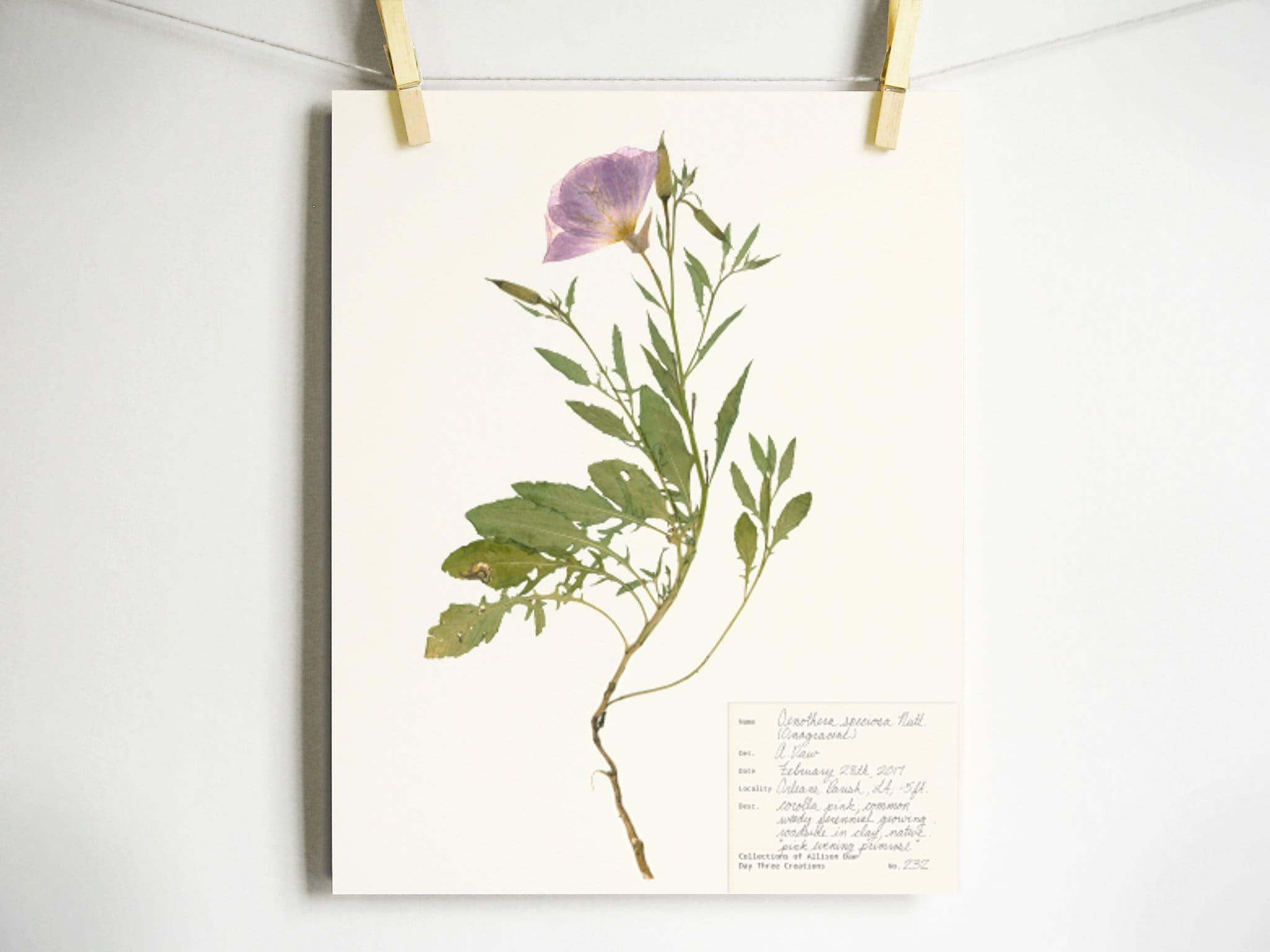 Scientific Plant Drawings