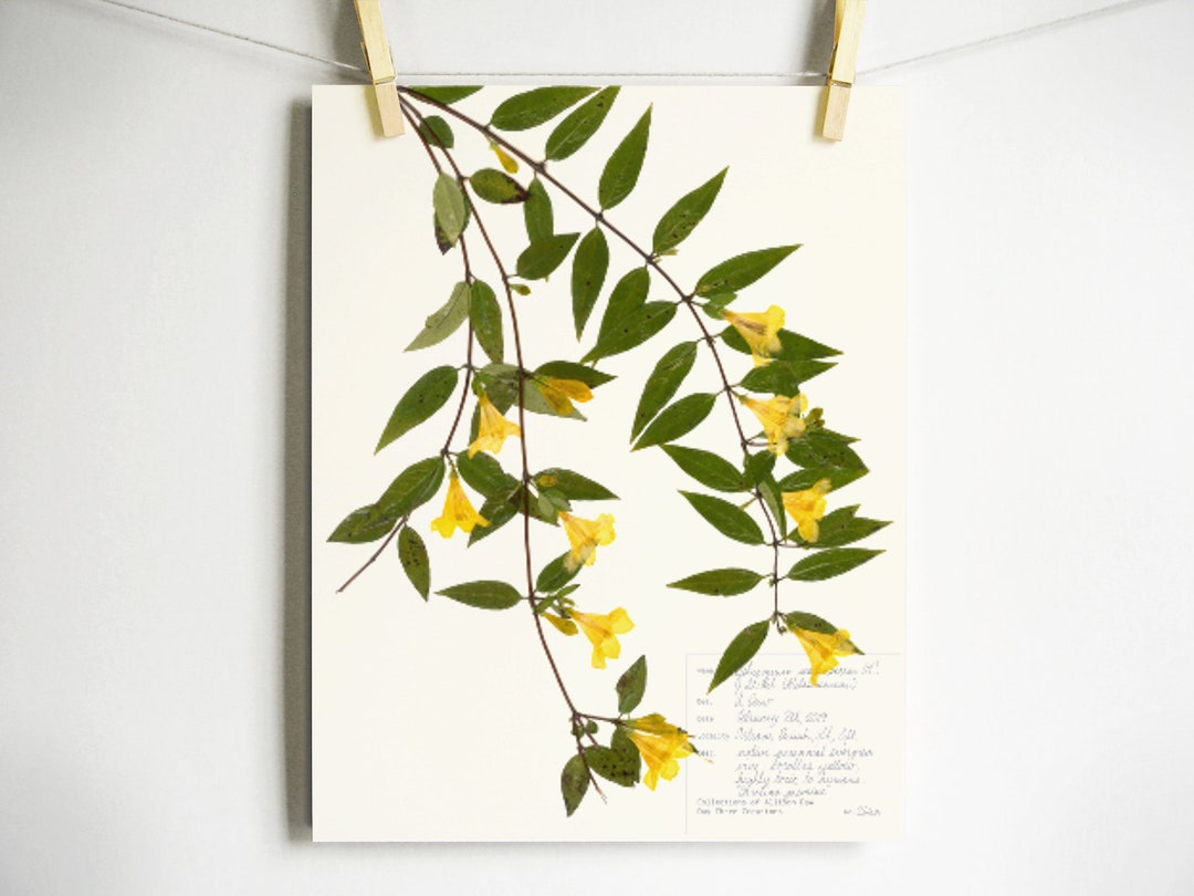 Yellow Jessamine Print; Herbarium Art Pressed Plant Print of Green ...