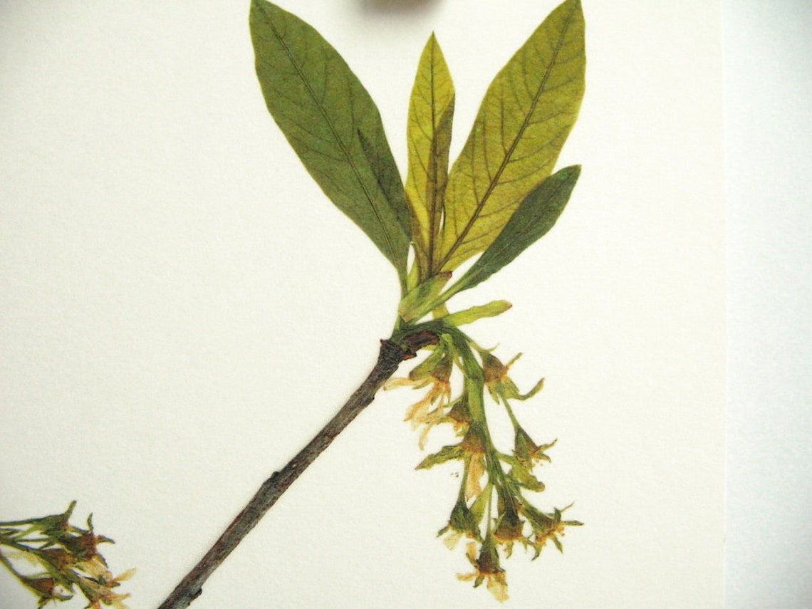 Indian Plum Tree Print Set of 2; Farmhouse Wall Art Pressed Leaf Art ...