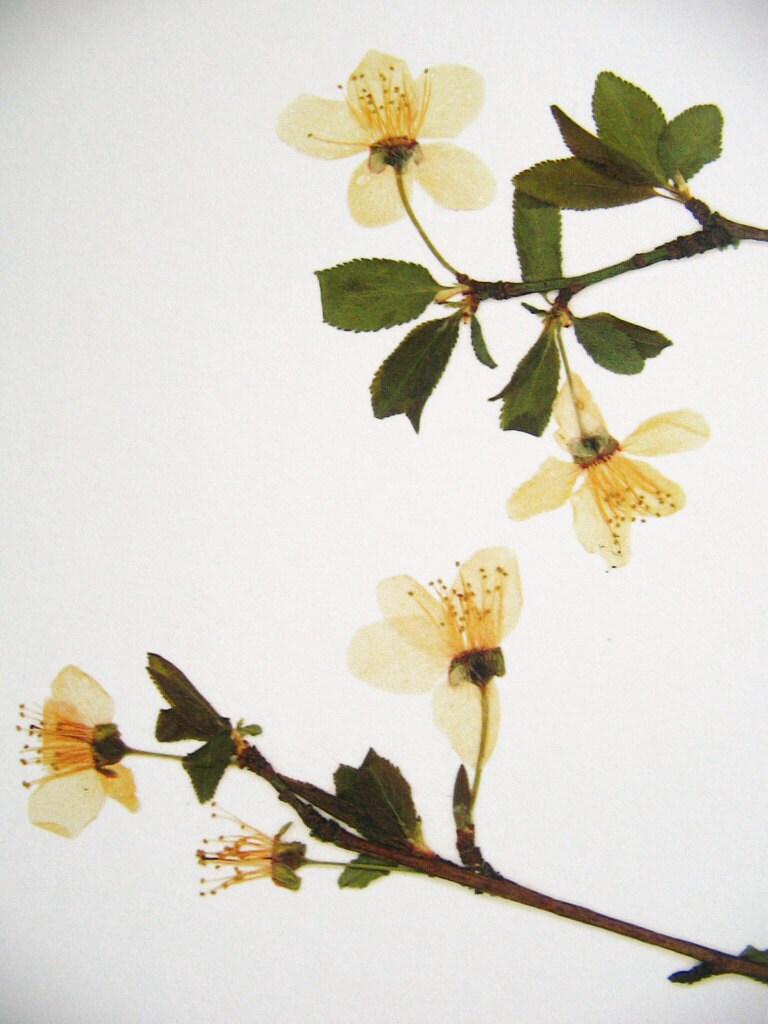 Cherry Plum Print Pressed Tree Branch Spring Flowers | Etsy